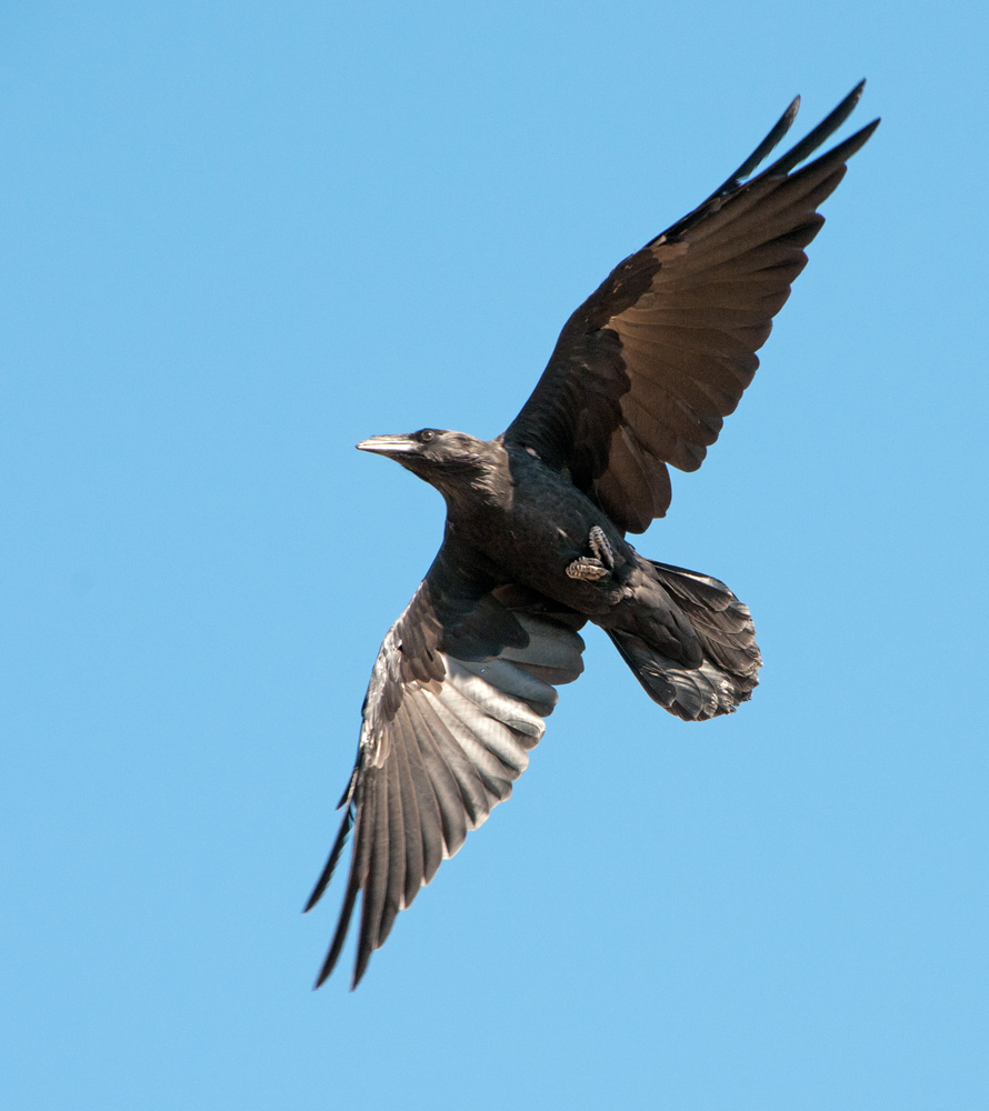 Follow The Sykes Birds: Tucson 2012 Part 3