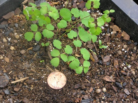 Columbine - Aquilegia - Perennial Seeds Winter Planting - You Can Grow ...