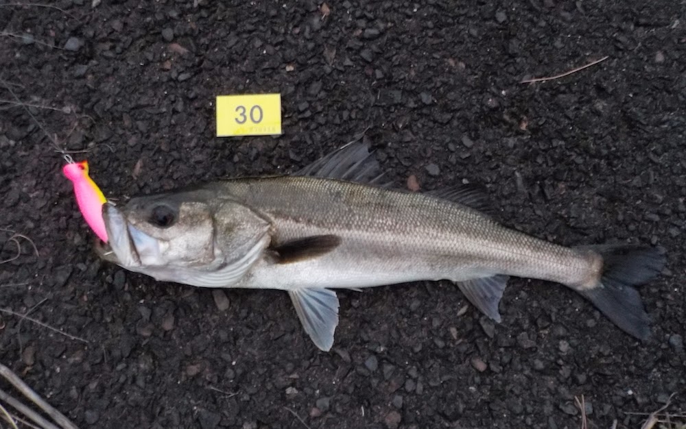 American saltwater lures can catch Japanese fish?: (No. 42) Big ...