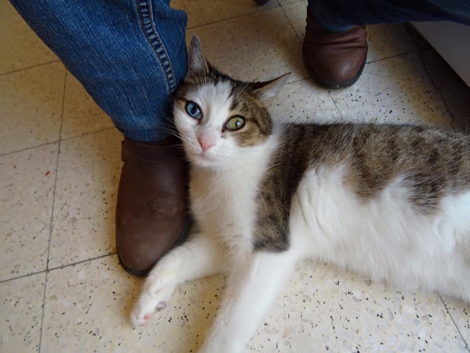 Association Chats des deux caps : Nos chats à l'adoption