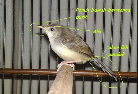 Foto Ciblek Betina Asli | Kicau Burung Mania