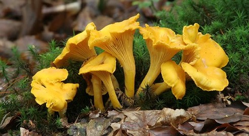 Un pensionato in cucina: Cotoletta di fegato con funghi gallinacci ...