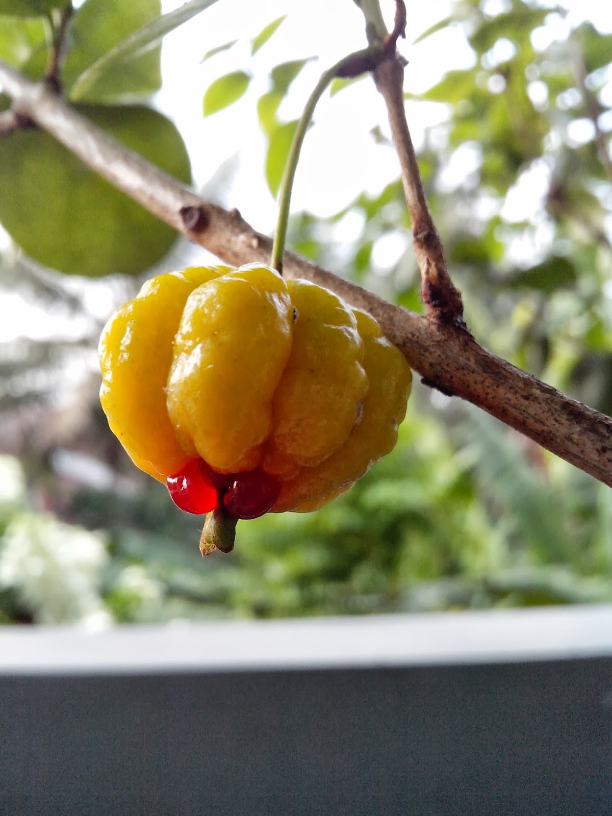 Endah Murniyati's Journey: DEWANDARU - PART 4