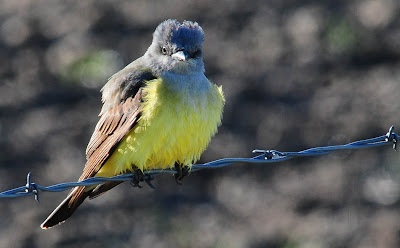 Wyoming Photos: July 2011