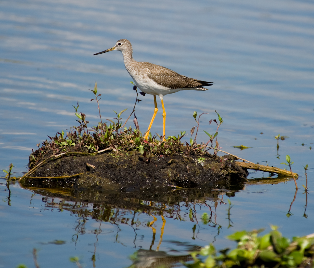 Rachelle Vance Photography♥: Greater Yellowlegs, #49/50