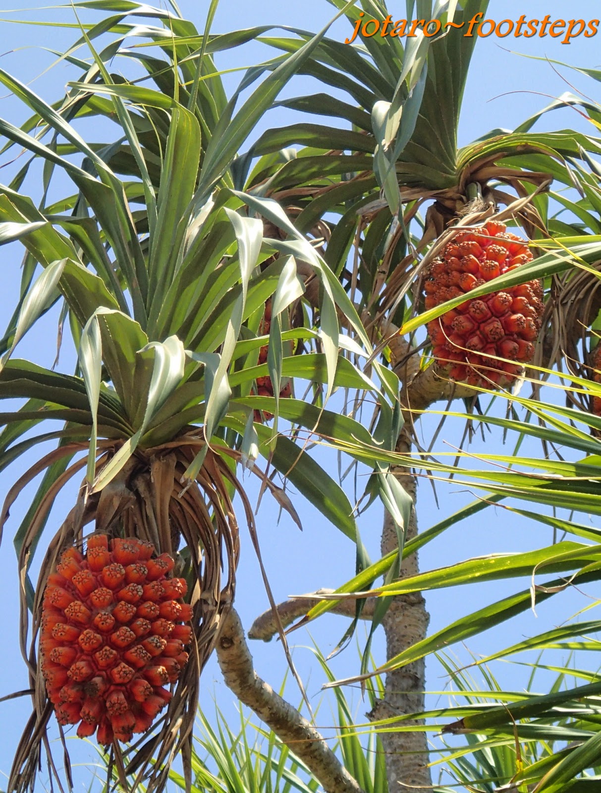 Footsteps - Jotaro's Travels: YummY! - Coconut Crabs @ Hiro's-Batanes
