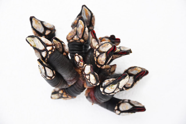 Pescadoymariscogallego: Percebe Gallego