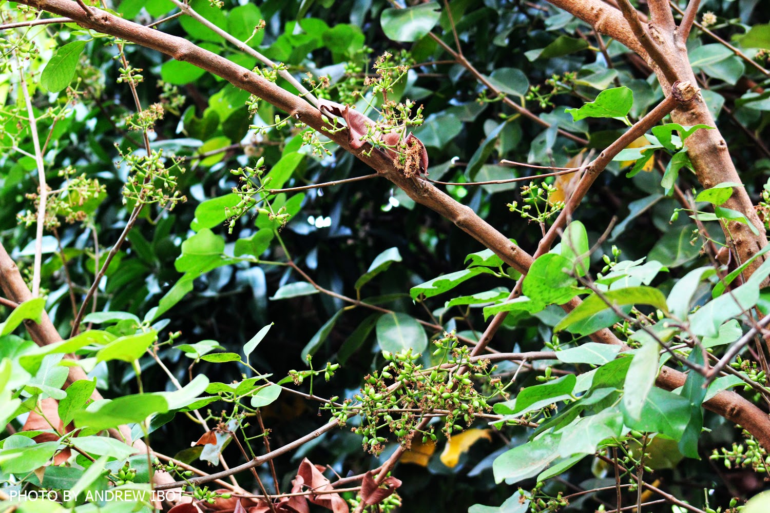 Ako si ANDREW IBOT!: Duhat (Java Plum) (Syszygium jambolanum)