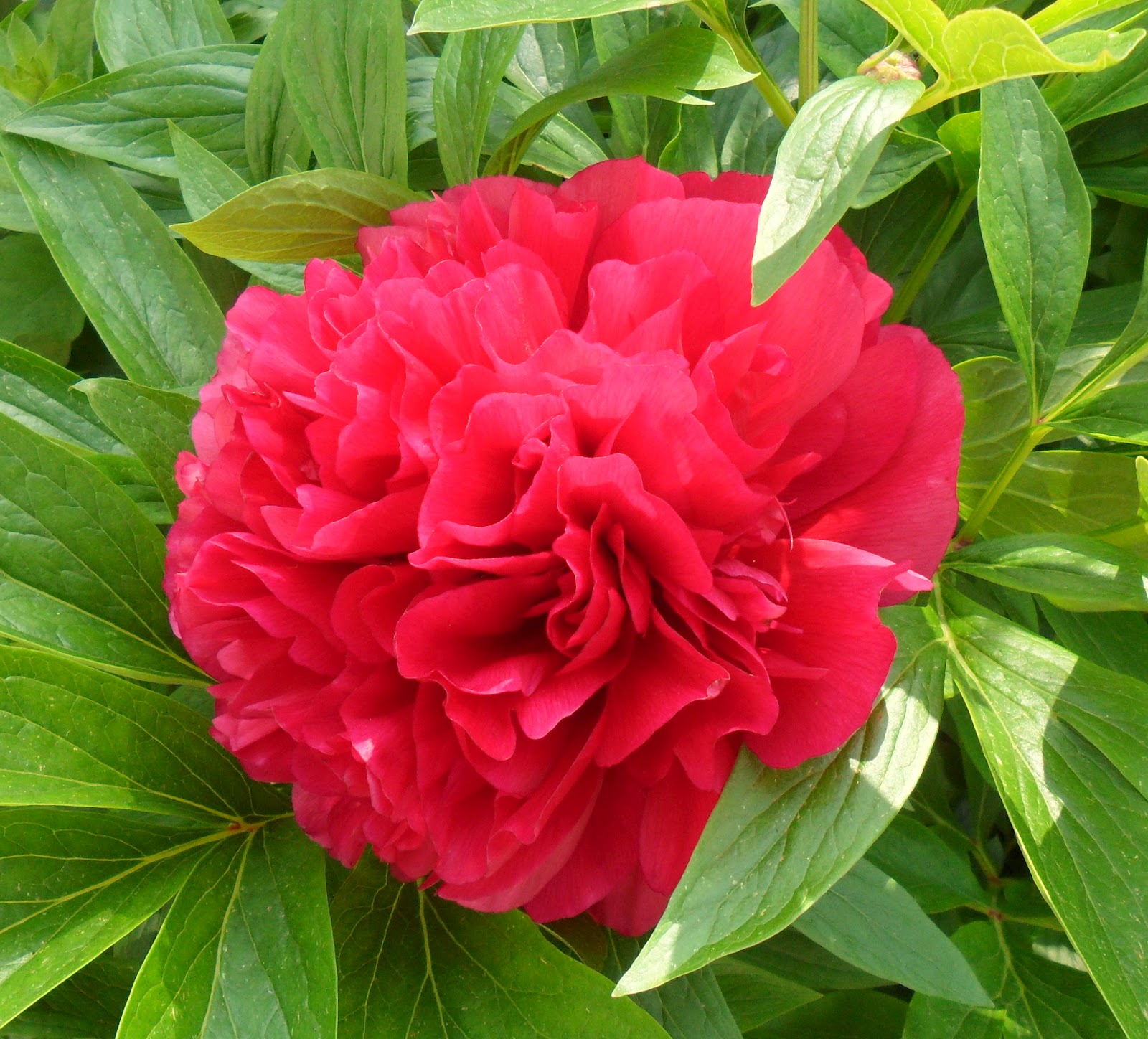 gillyflower: Flower Photos