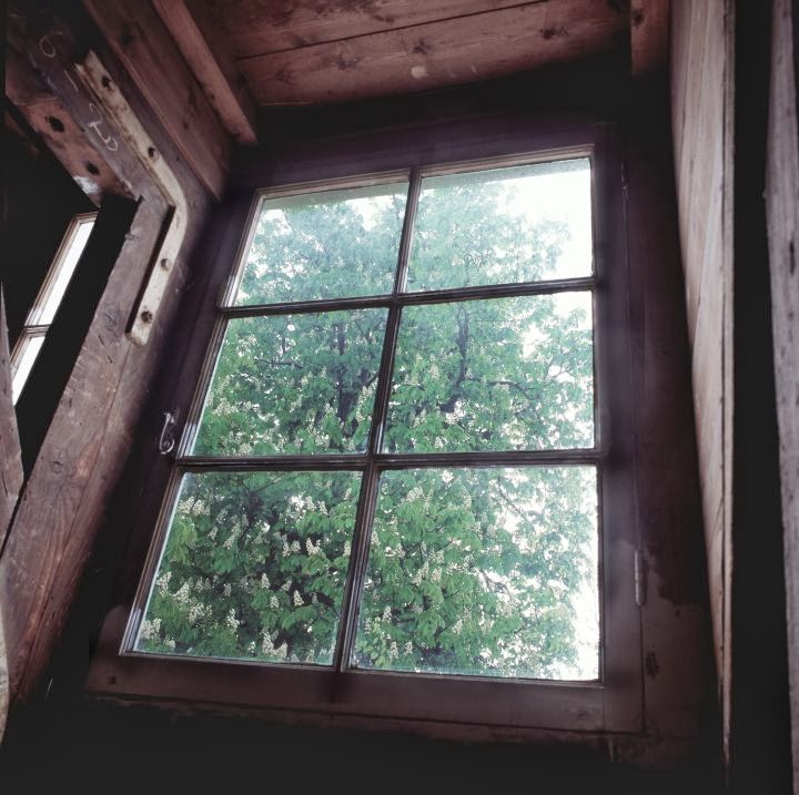 Lifetime Literacy: Anne Frank's Chestnut Tree by Jane Kohuth ...