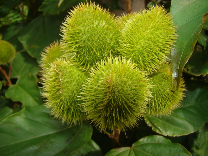 VENTO NORDESTE: TEMPERANDO A VIDA - COLORAU / URUCUM - MUITO ALÉM DO ...
