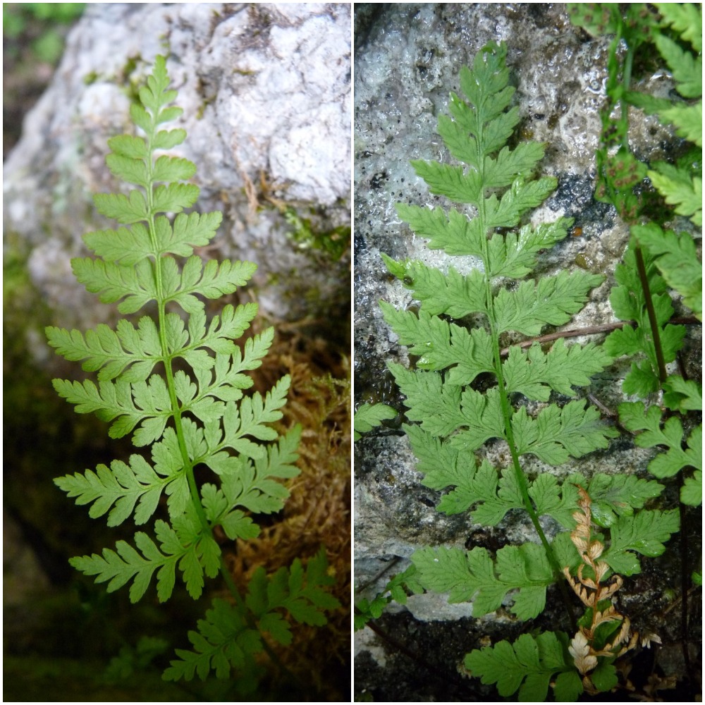 Hutton Roof's Special Ferns and More: Cystopteris fragilis (Brittle ...