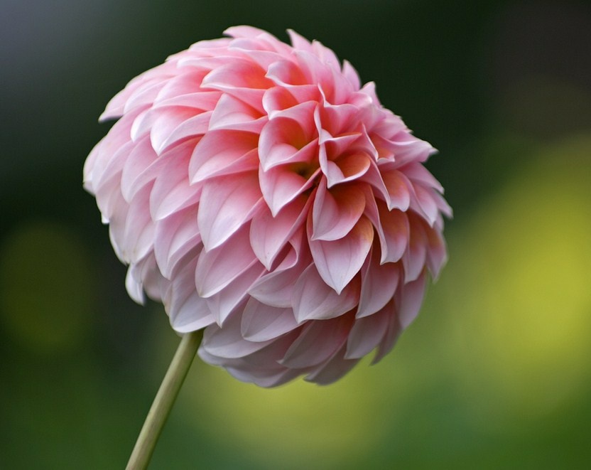 Gambar Bunga Dahlia Yang Indah | Kumpulan Gambar Gambar Bunga Dahlia Yang Indah | Kumpulan Gambar