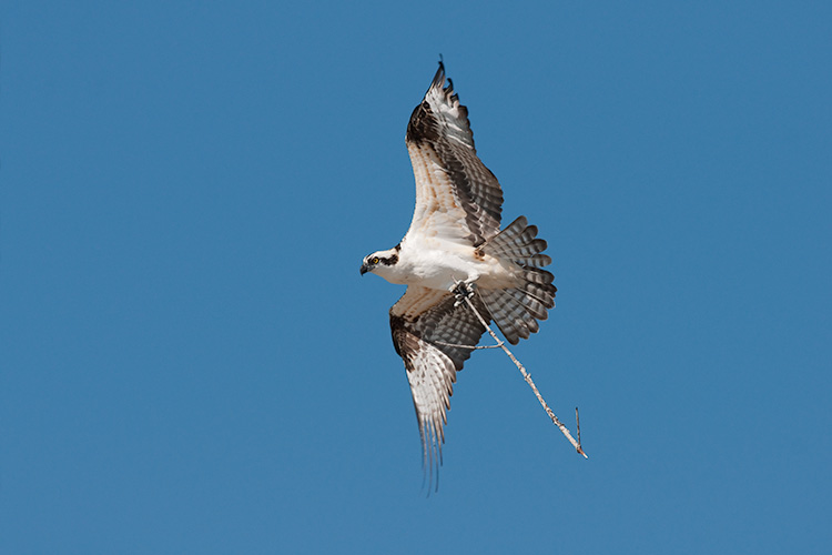 Nature Photography from a Canoe: A tribute to the osprey
