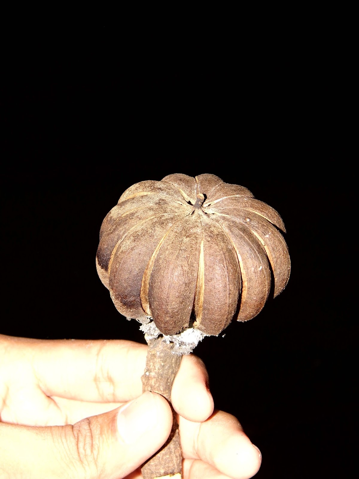 Buah buah.., Biji biji.., Benih benih..,