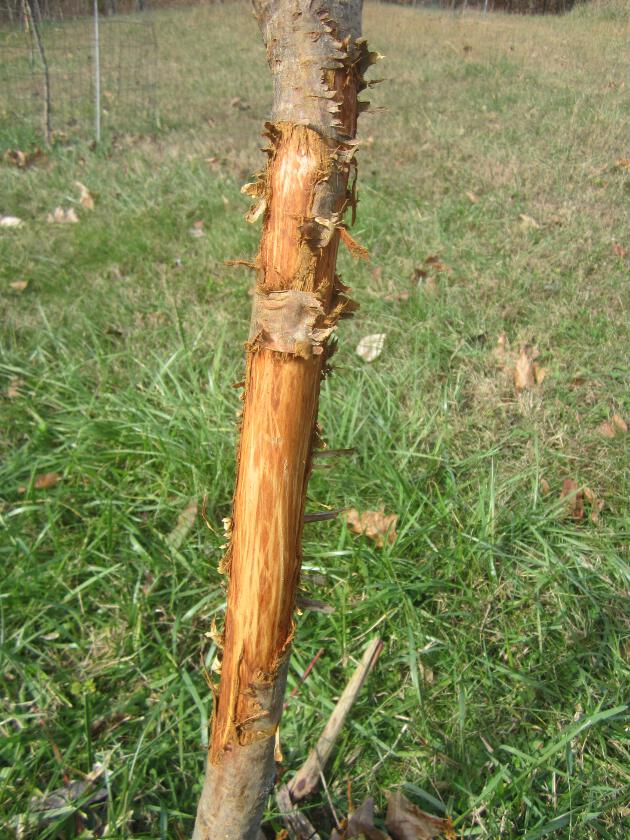 Simply Resourceful: Deer Girdled Our Fruit Trees!