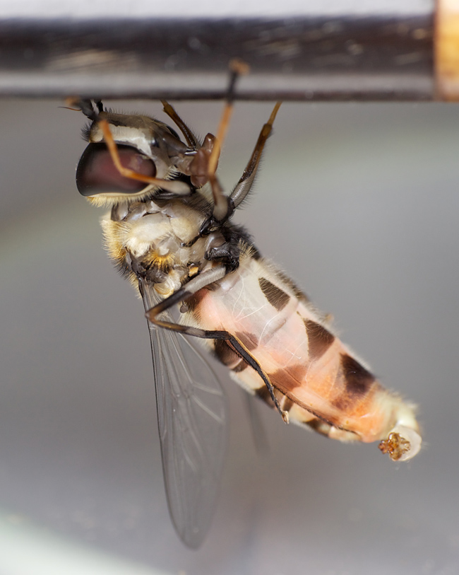 ムシをデザインしたのはダレ？: ヘリヒラタアブ Didea alneti ( FALLEN, 1817 )