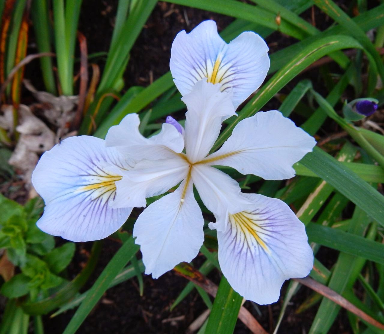World of Irises: Bagging Pods to Save Pacifica Iris Seeds
