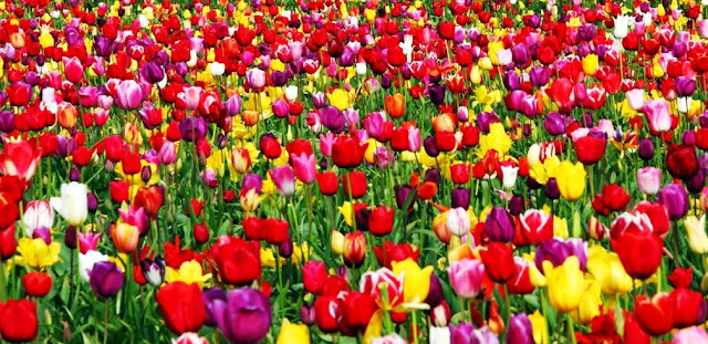 National Flower of Turkey