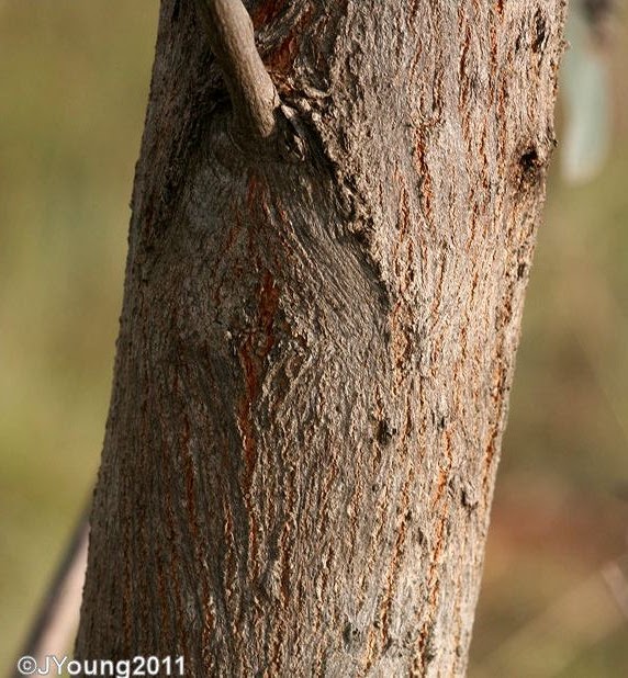 South African Photographs: Silver Terminalia (Terminalia sericae)