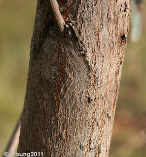 South African Photographs: Silver Terminalia (Terminalia sericae)