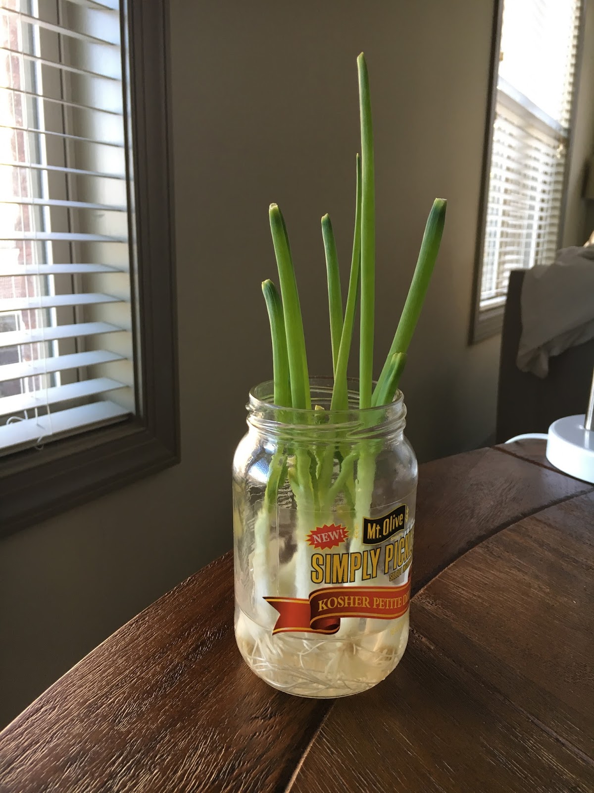 How to Grow Green Onions in Water | Hannah Ra