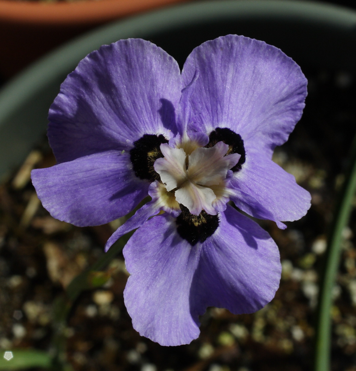 Growing Cool Plants: Moraea MM 13-177