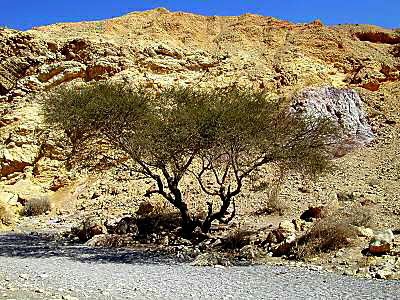 ARQUEOLOGIA E TEOLOGIA : Pai, o que é uma Sarça?