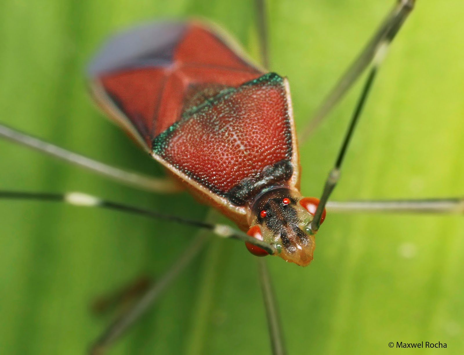 Macrofotografia por Maxwel Rocha: Percevejos