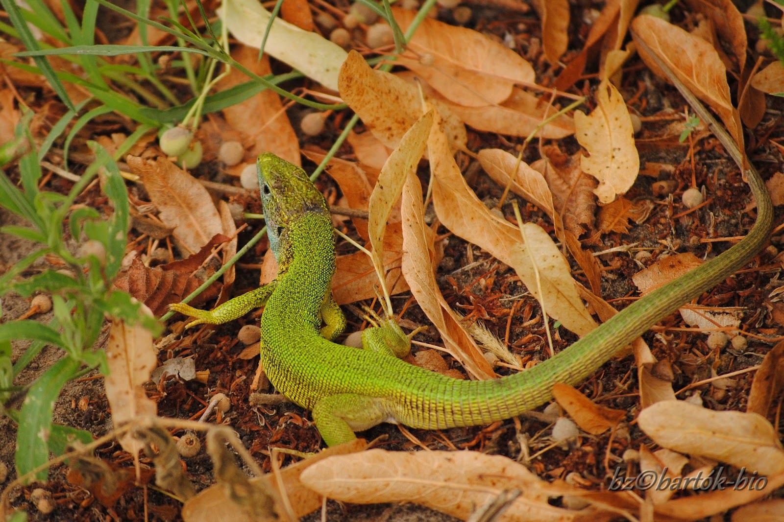 Bartók - bio: Gyíkok