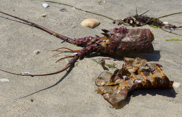 The Wayward Hawaiian: California spiny lobster, Panulirus interruptus ...