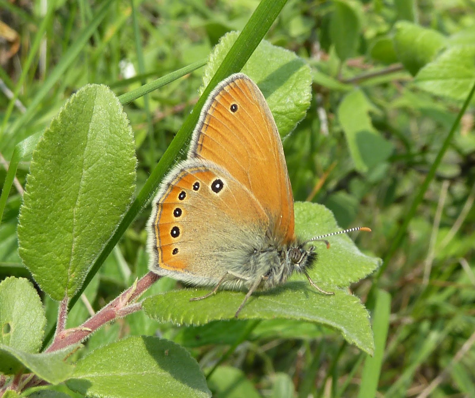 News From The Heath: The Land of the Toothless Old Crone