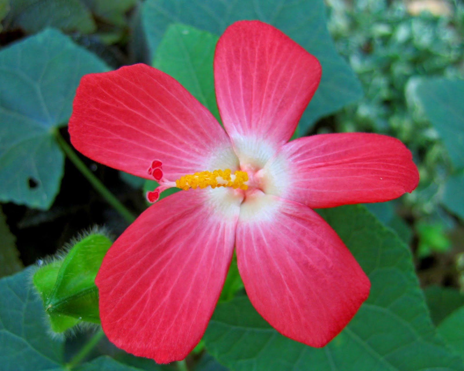 solitary dog sculptor: Botany - Botanica: Abelmoschus (Sweet Hibiscus ...