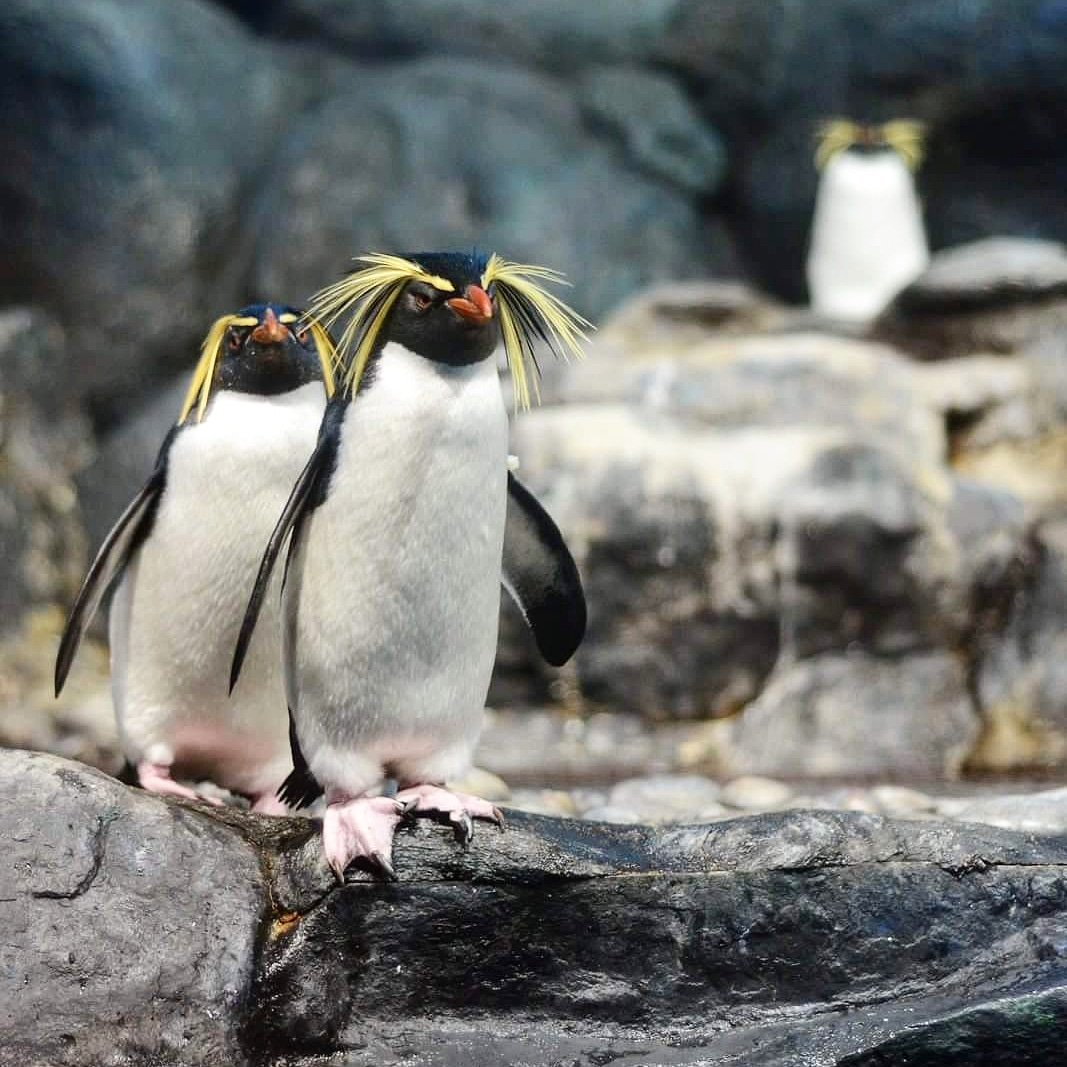 Rockhopper Penguin