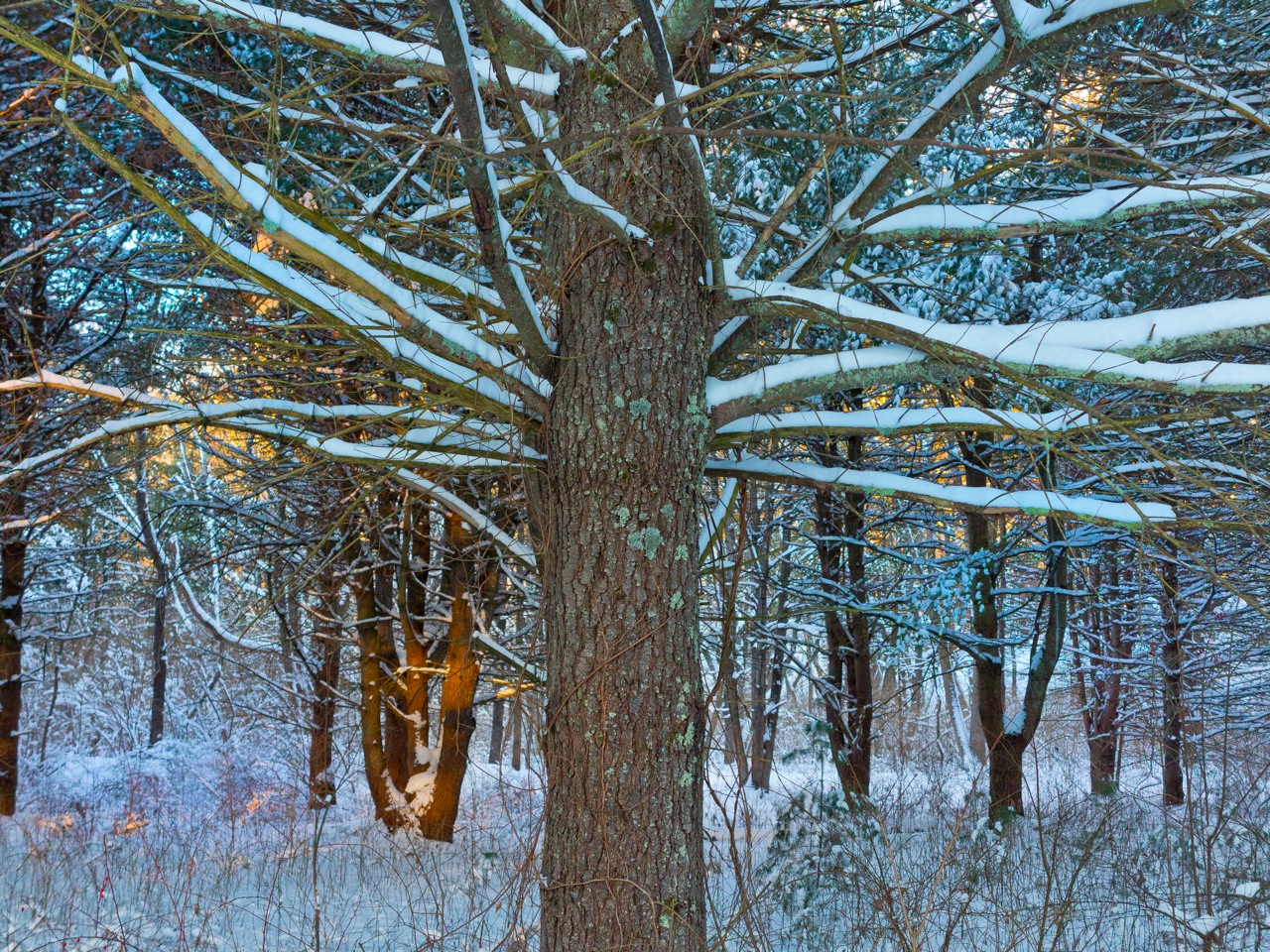 PETER FIORE: THOUGHTS ON PAINTING: Planning for Light