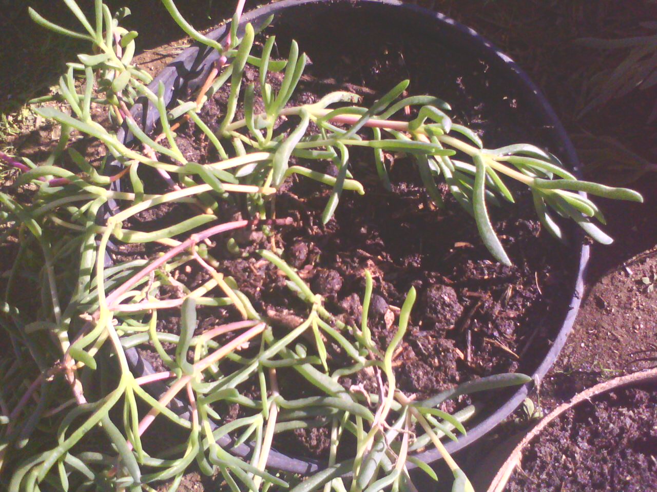 ALLISSONECOMPANHIA: TRANSPLANTE DE CHORÕES