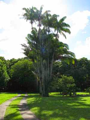 Flora dan Fauna Khas Riau - THE COLOUR OF INDONESIA