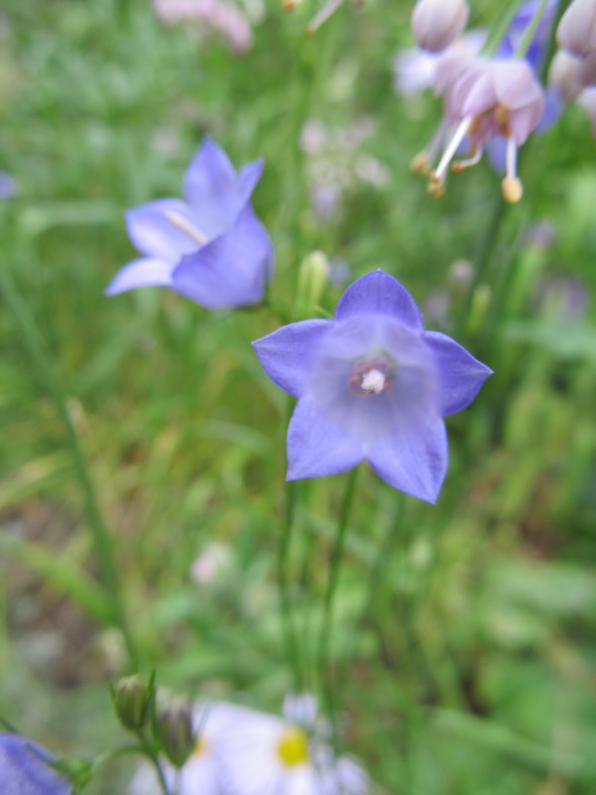 Montana Wildlife Gardener: July 2012