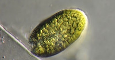 Variety of Life: Cryptophyceae