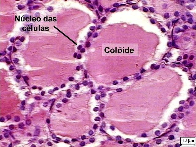 Histologia e Embriologia (Sistema Endócrino e Sistema Reprodutor ...