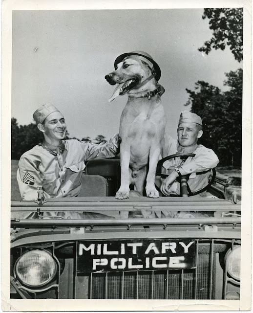 World War II in Pictures: Dogs of World War II