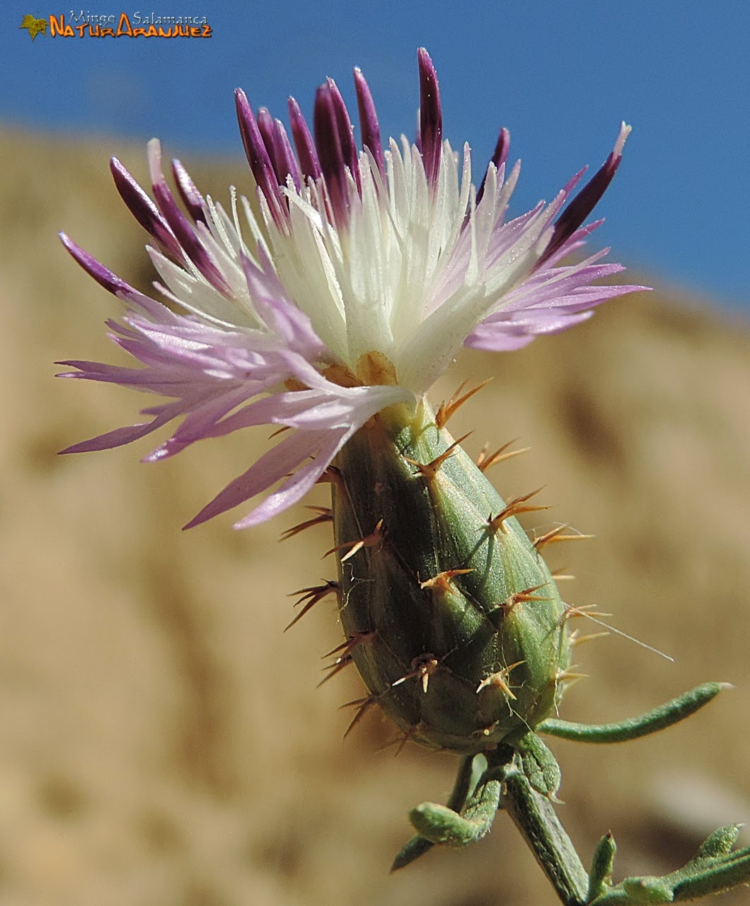 NaturAranjuez: Centaurea aspera BRACERA