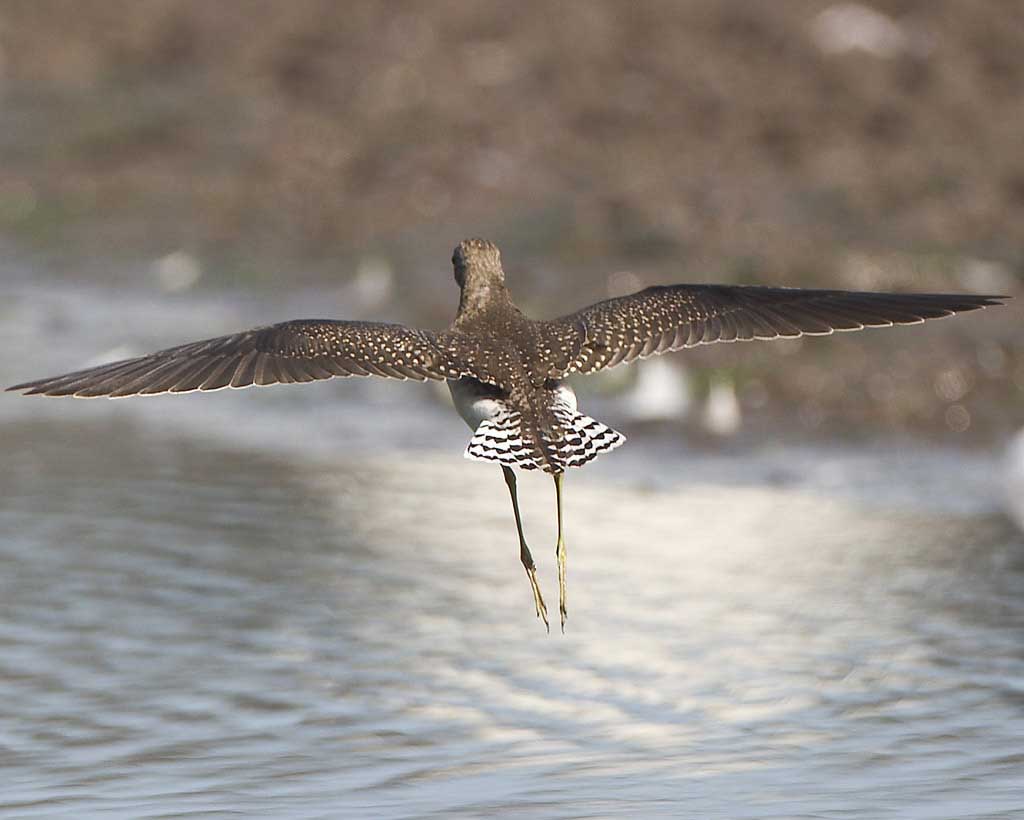 Birding Newfoundland with Dave Brown: Birds of Newfoundland: Solitary ...