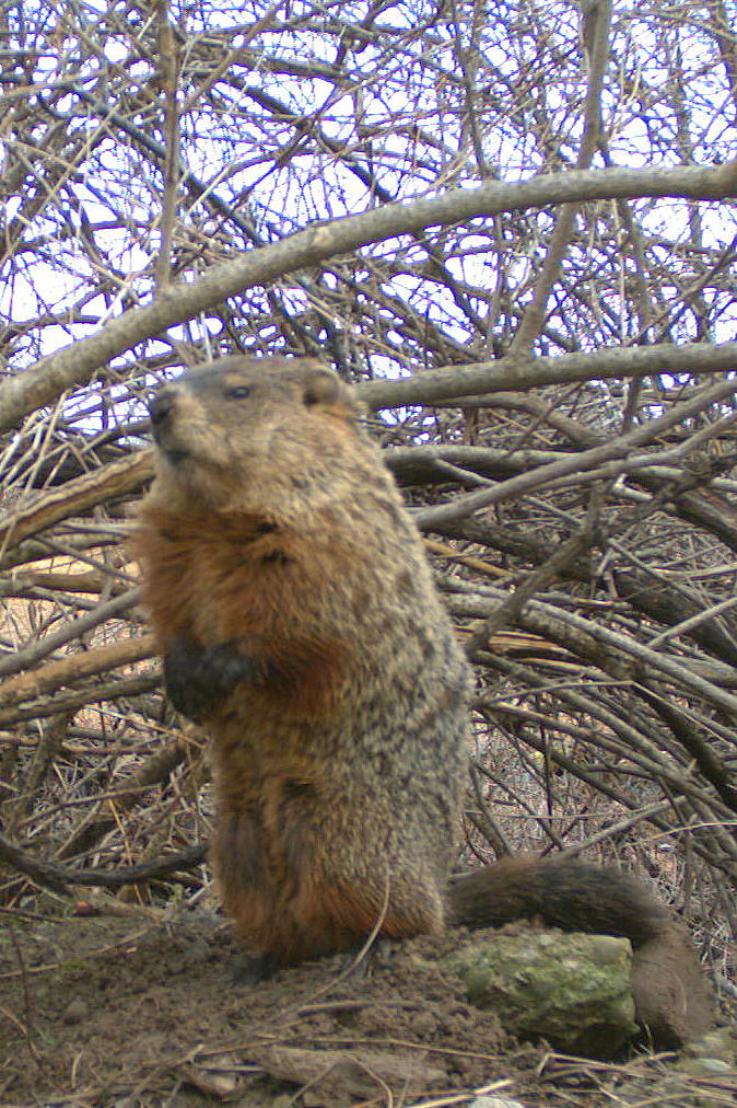 Backyard Beasts: Woodchuck action through the lens of a Reconyx