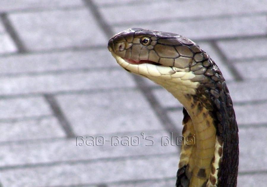 Bao-Bao's Blog: The Red Cross Snake Farm In Bangkok, Part 1