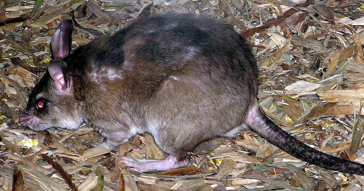 Keep Rodents Infestation in Check with Rodent Control Perth Services