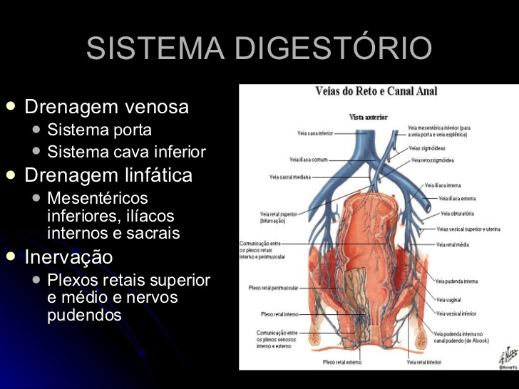 Resumos em Cirurgia Geral: Esôfago - Anatomia