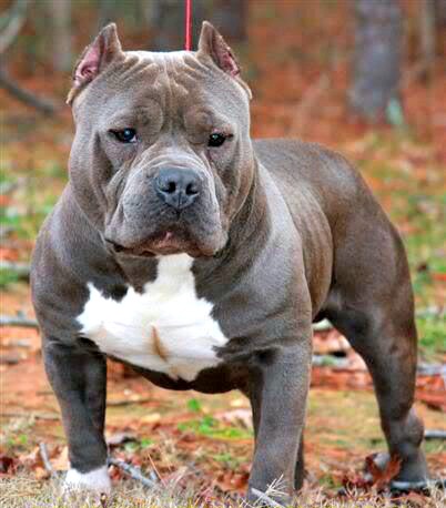 A Classic American Bully | Club Bulldog