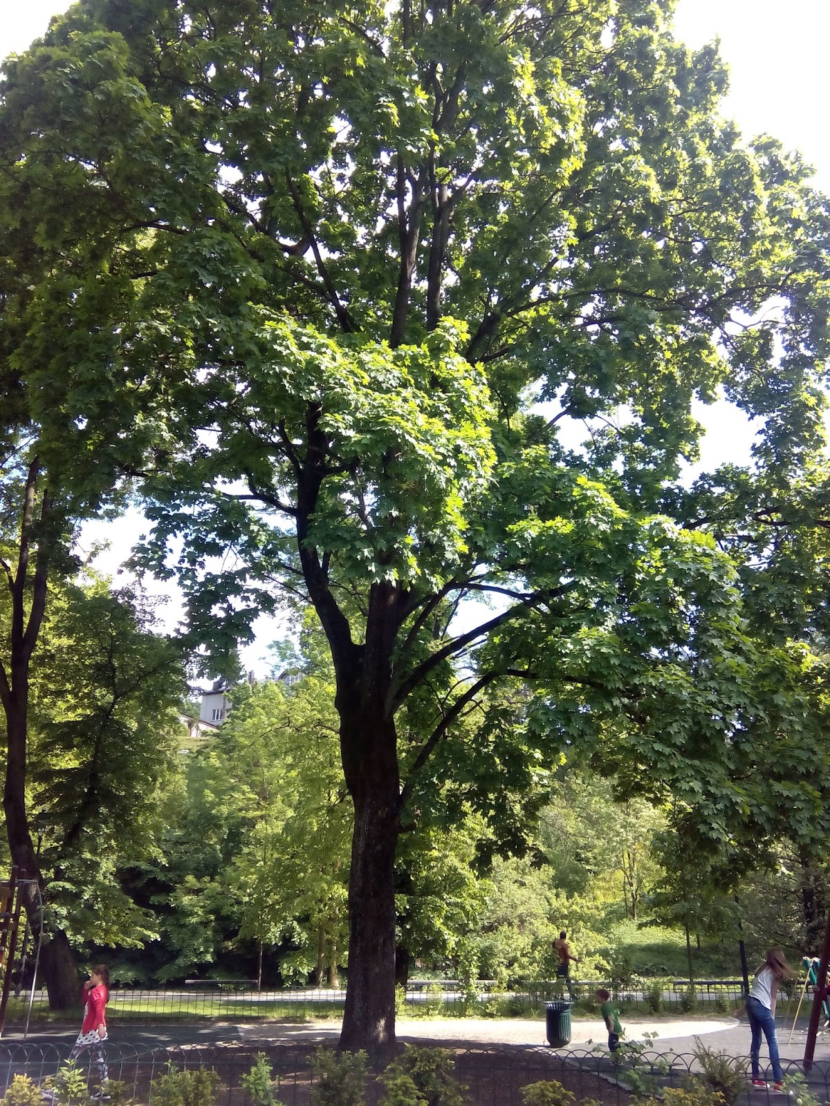 TO THE WOODS: ERASMUS + PROJECT: Splendid Lithuanian trees