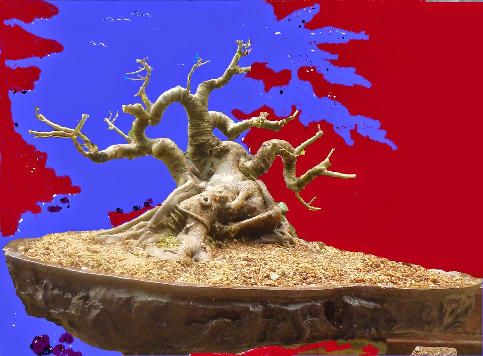 Anas Bonsai: amplas besar, lebar pohon 60 cm